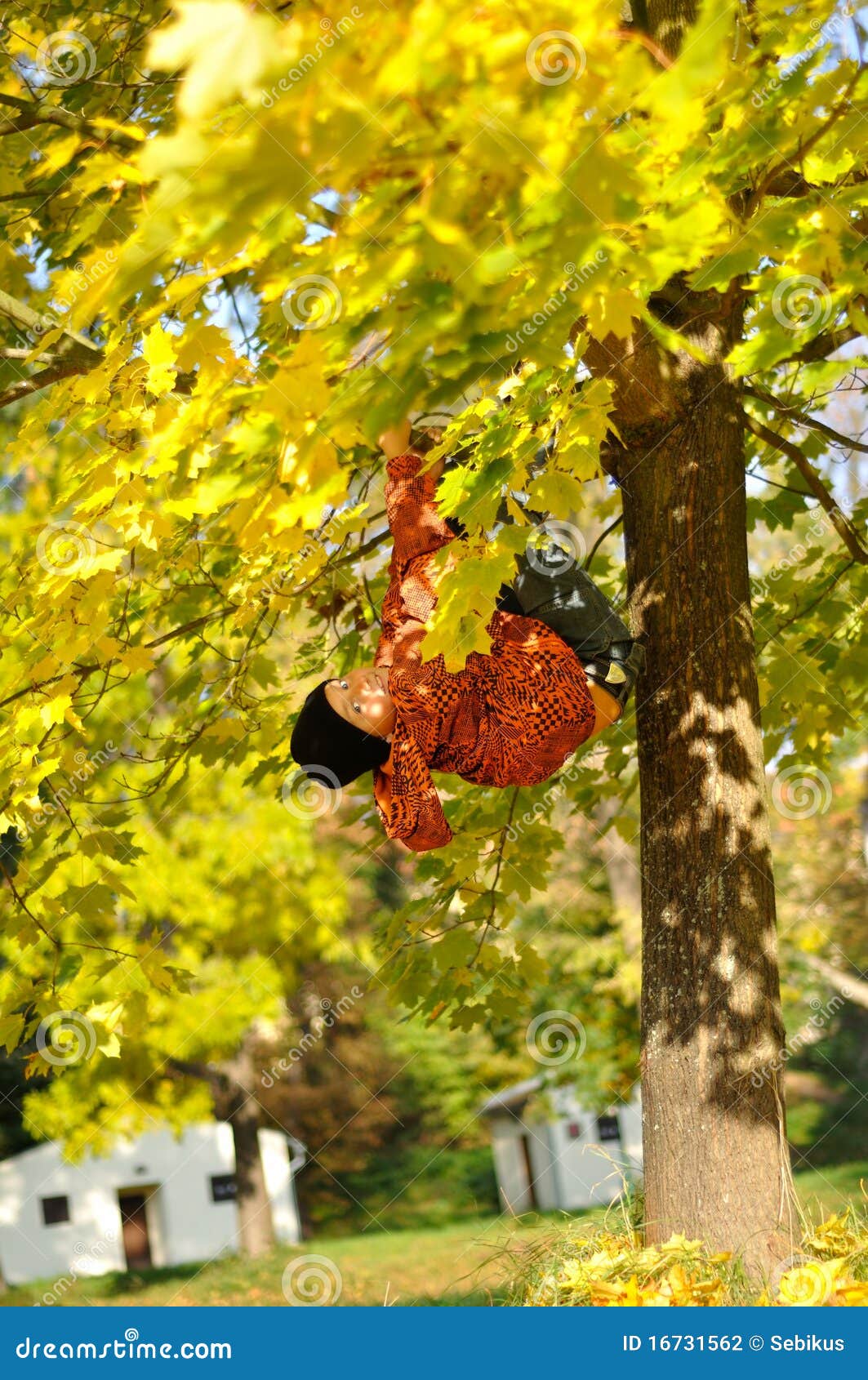 Boy hang on tree stock photo. Image of happiness, leaves - 16731562