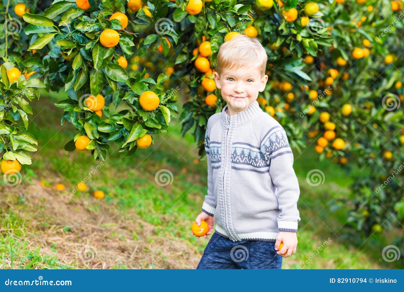 Boy Harvest of Mandarin Orange on Fruit Farm Stock Photo - Image of ...