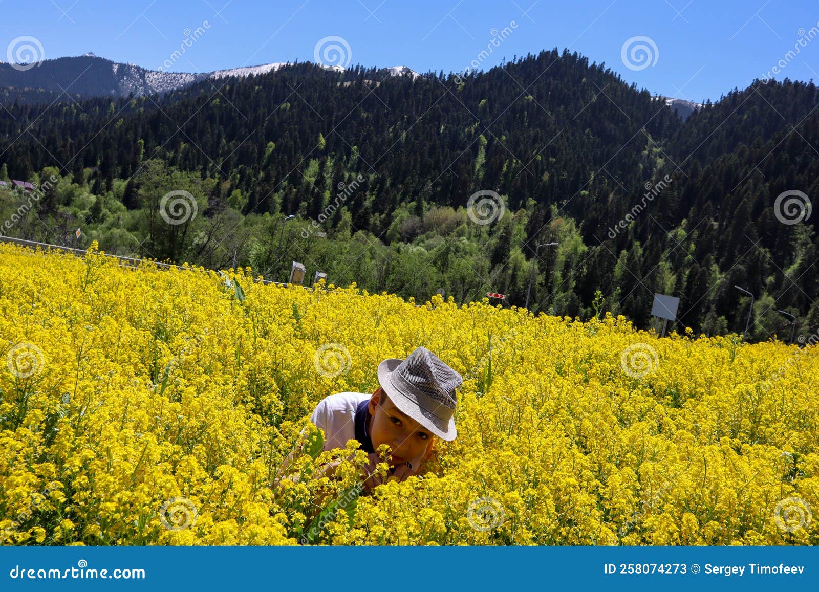 Boy in a Hat in Yellow Rapeseed Meadow with Mountains on Background ...