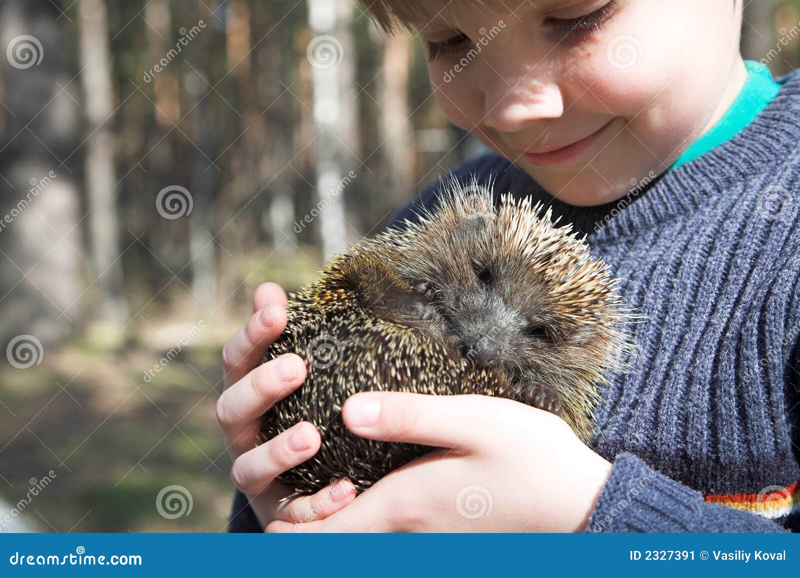 Boy with hedgehog stock image. Image of hedge, helpless - 2327391