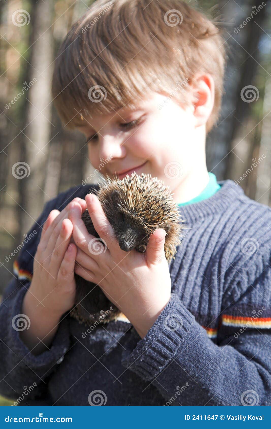 Boy with hedgehog stock image. Image of bristle, outdoors - 2411647