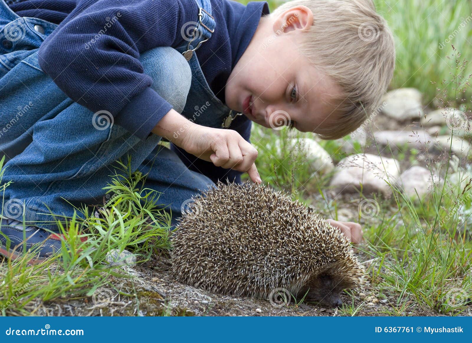 Boy and hedgehog stock image. Image of playing, hedgehog - 6367761