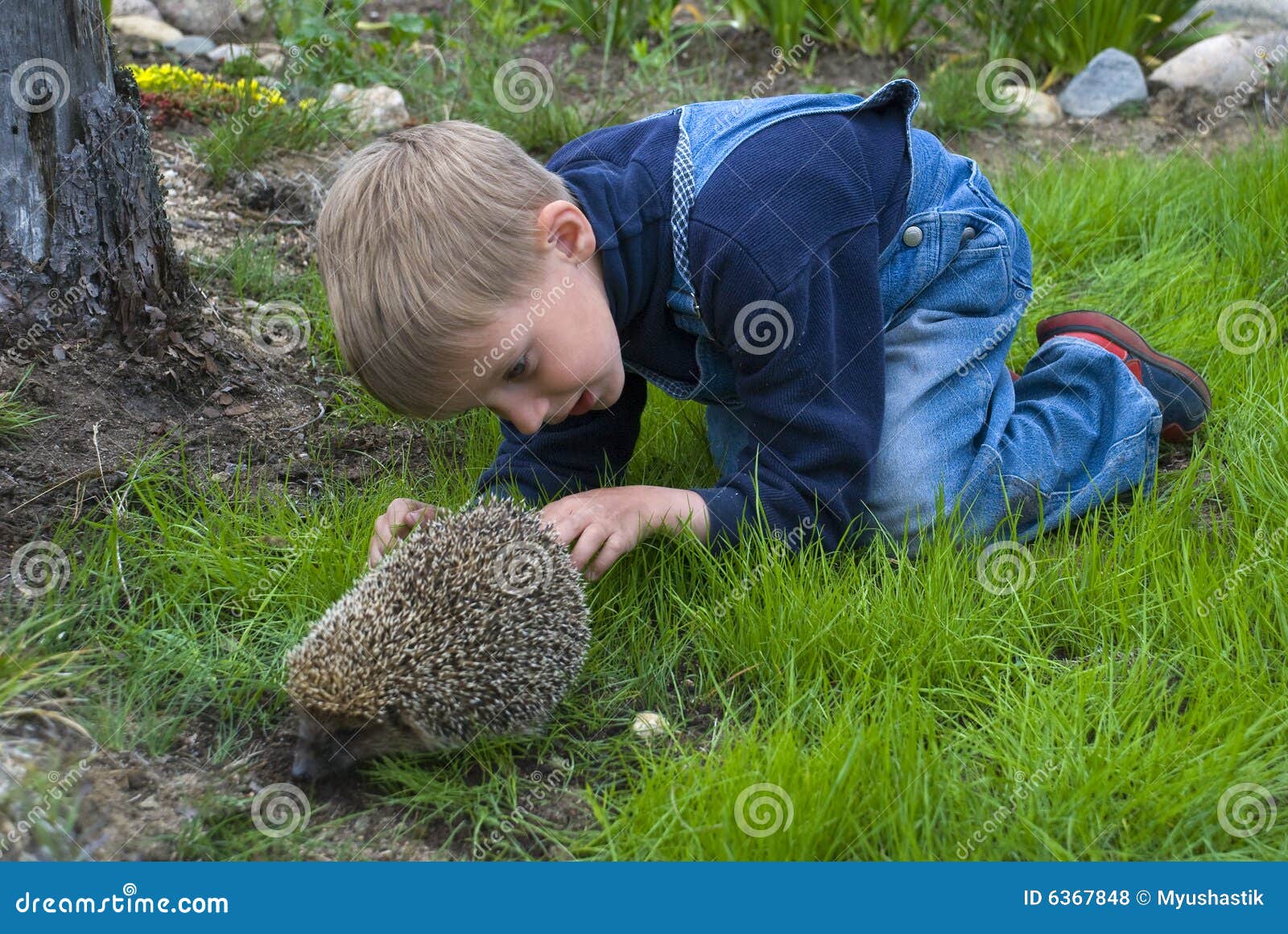 Boy and hedgehog stock photo. Image of nice, pleased, child - 6367848