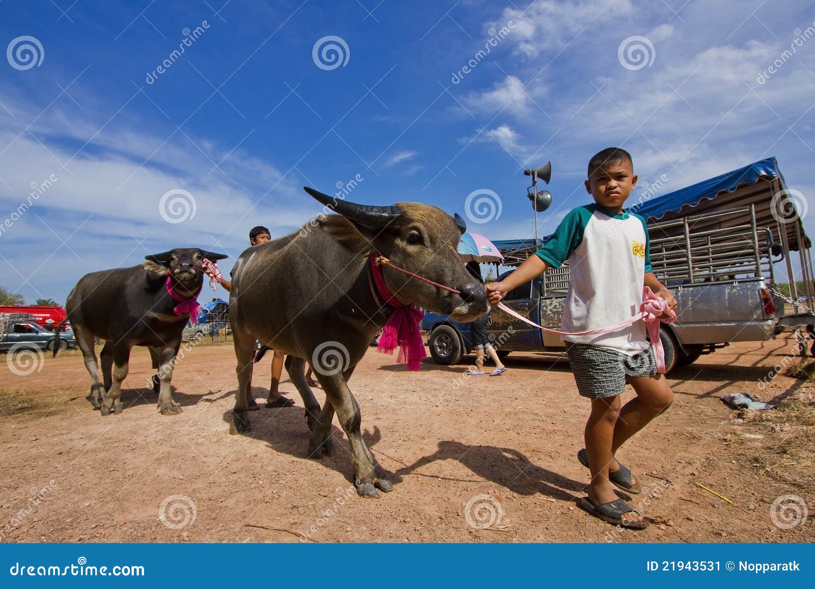 Boy and his buffalo editorial photo. Image of event, leader - 21943531