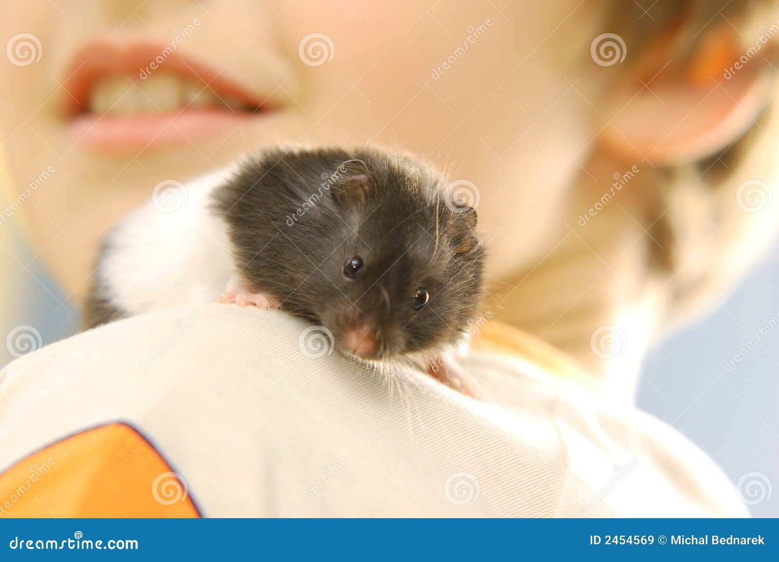 Boy with his hamster stock image. Image of hand, hamster - 2454569