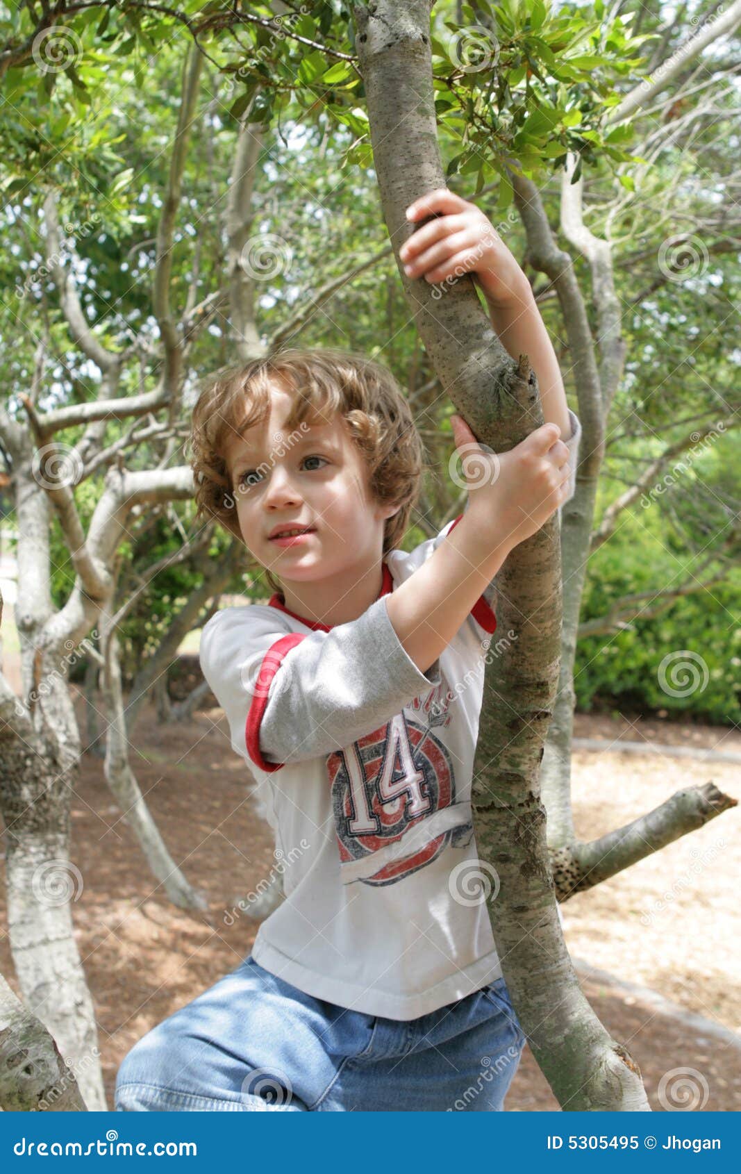 A boy in his tree stock image. Image of tree, life, portrait - 5305495