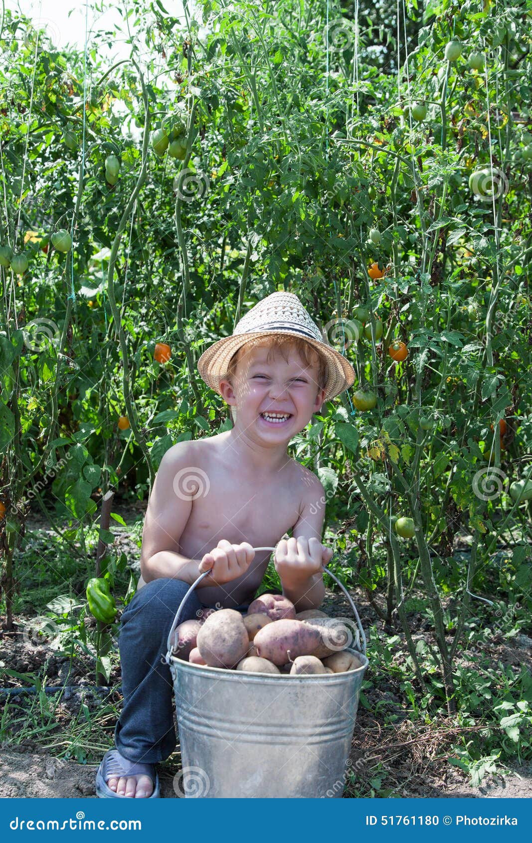 Boy Holding Bucket of Potatoes Stock Photo - Image of child, plants ...