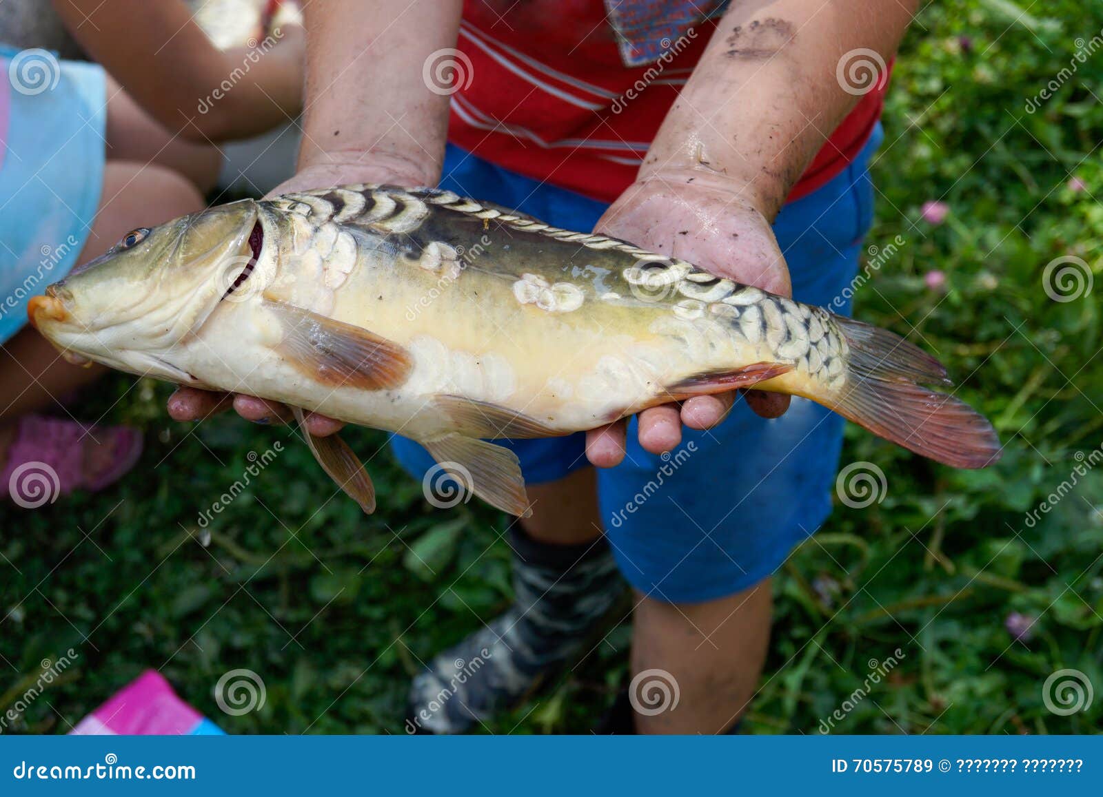 Man Holding A Carp By The Gills.fisherman Holding Catch Freshwater Fish ...