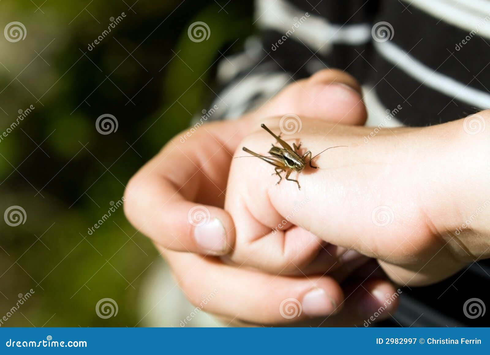 Boy Holding a Cricket stock image. Image of hands, insect - 2982997