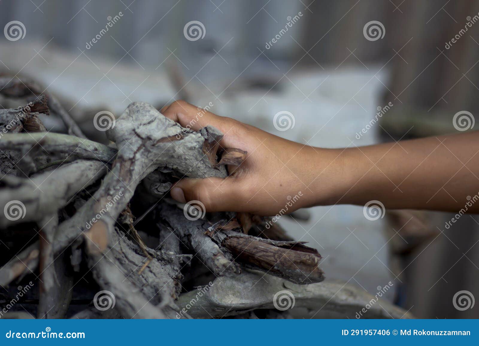 A Boy Holding an Old Roots Tree Stock Photo - Image of body, holding ...