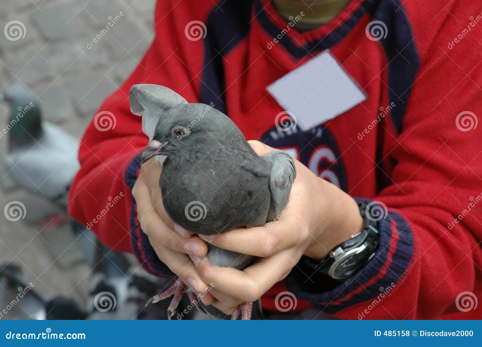 Boy holding pigeon stock photo. Image of illness, feathers - 485158