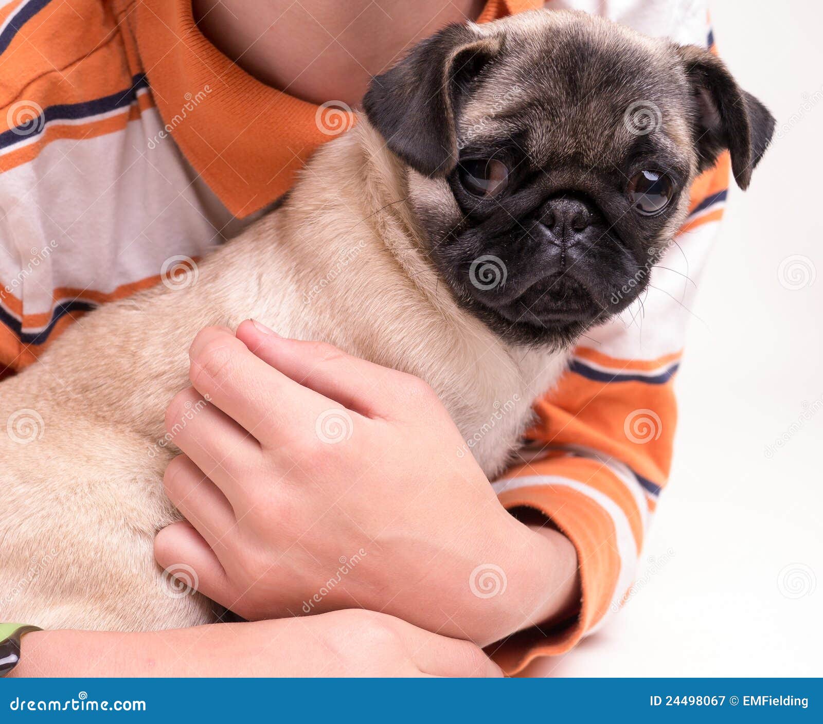 Boy Holding a Pug Puppy Dog Stock Image - Image of young, eyes: 24498067