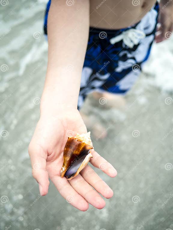 Boy Holding a Seashell on the Beach Stock Image - Image of beachcombing ...