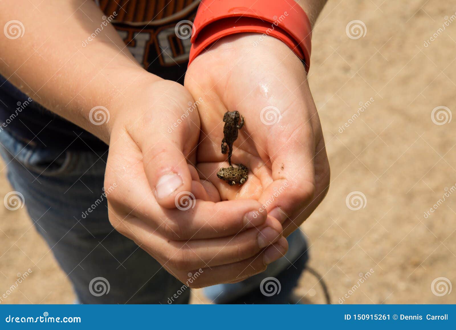 Boy holding small frogs stock image. Image of illustrative - 150915261