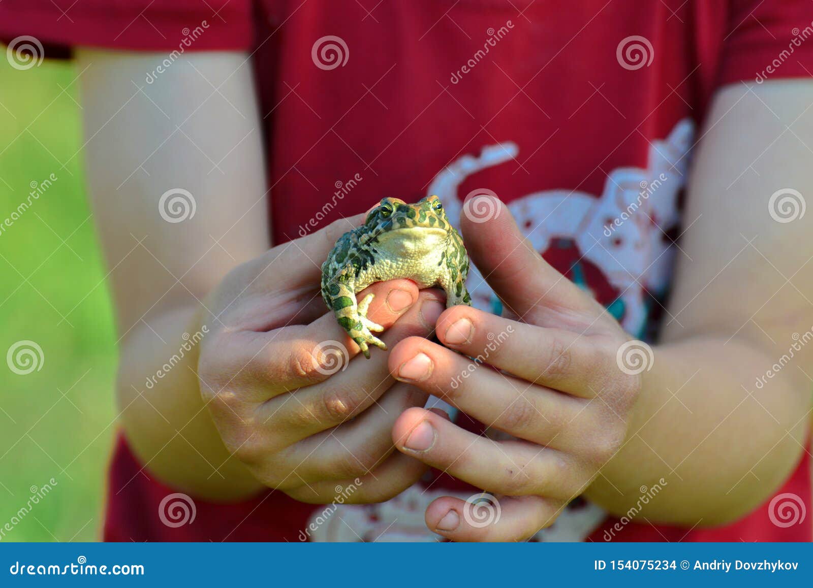 The Boy is Holding a Water Frog, Man and Nature Stock Photo - Image of ...