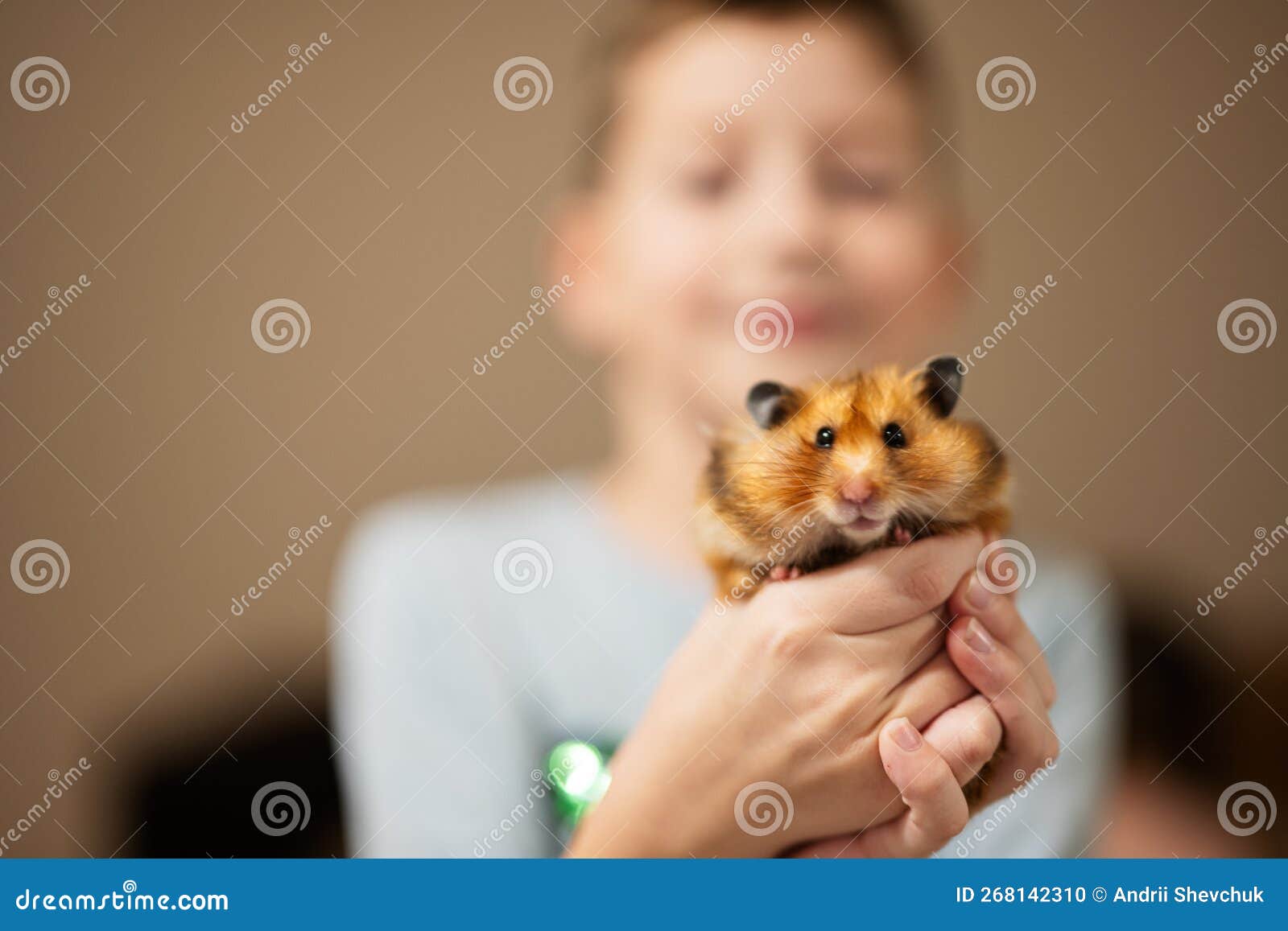 Boy Holds Funny Hamster in His Hands. Home Pets Stock Photo - Image of ...