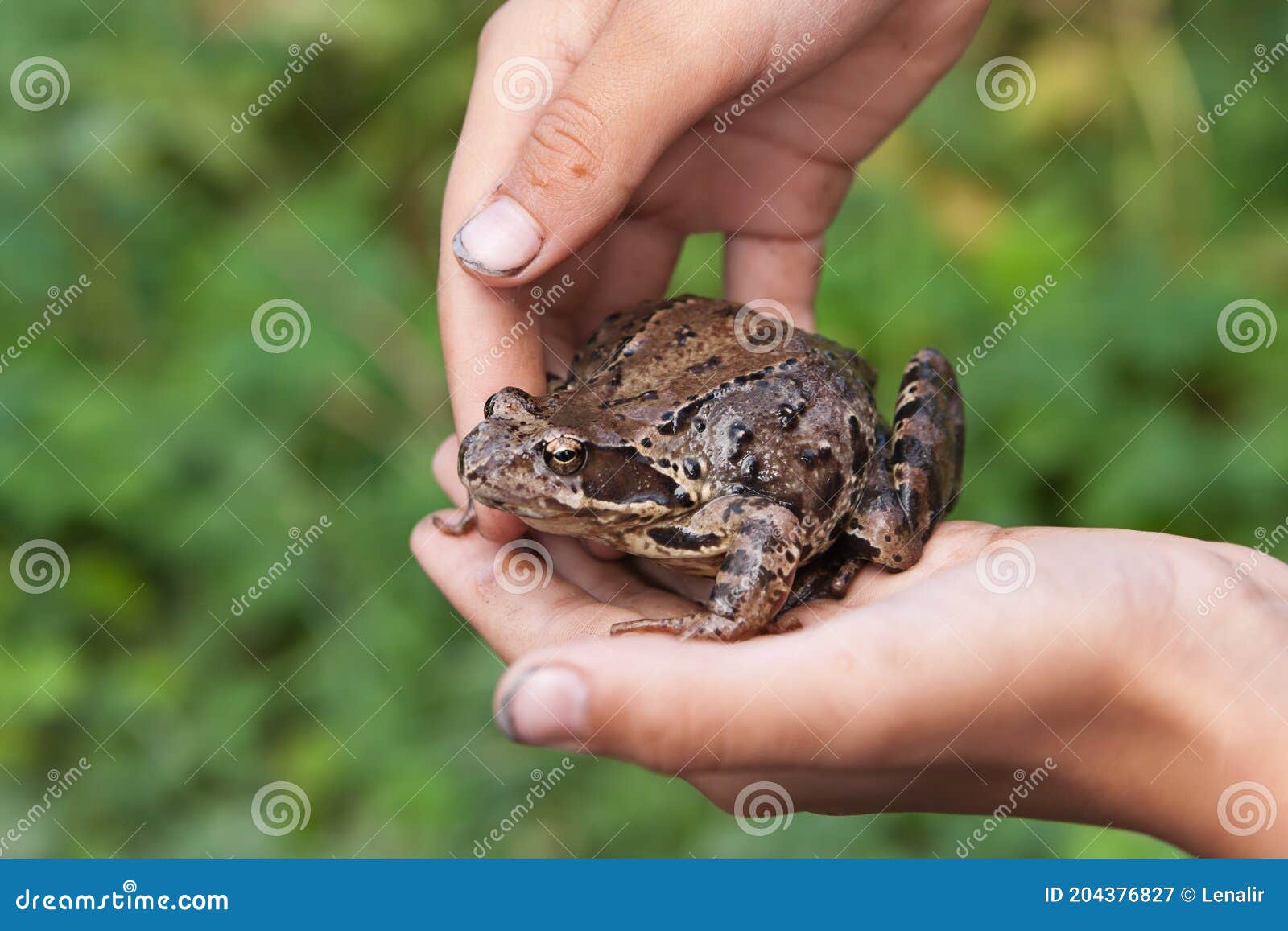 Boy holds the toad stock image. Image of catch, hold - 204376827