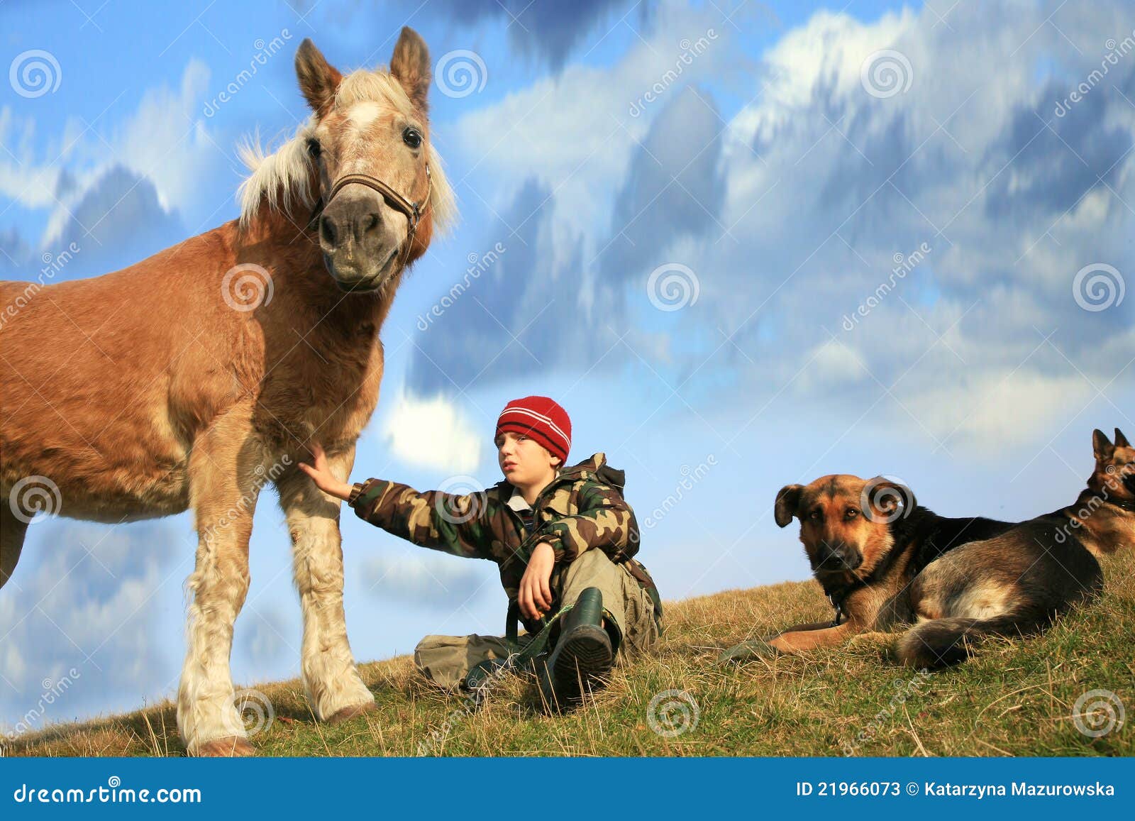 Boy, horse and dogs stock image. Image of friend, animal - 21966073