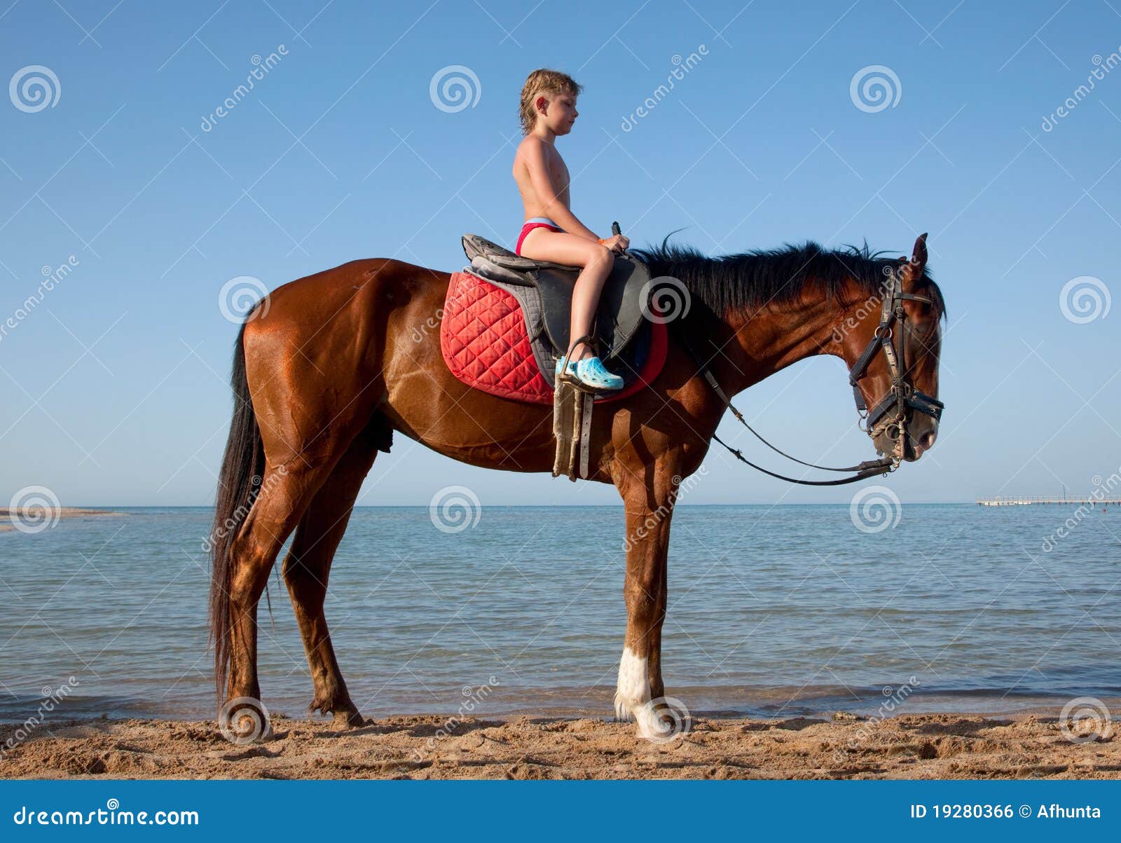 A Boy On Horseback Stock Photography | CartoonDealer.com #19280366
