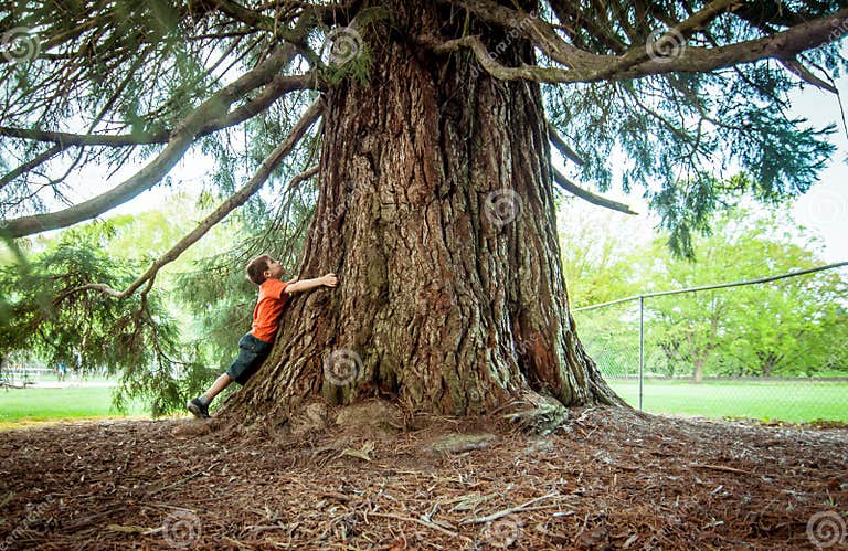 Boy hugging a big tree stock image. Image of sturdy, silhouette - 30975013