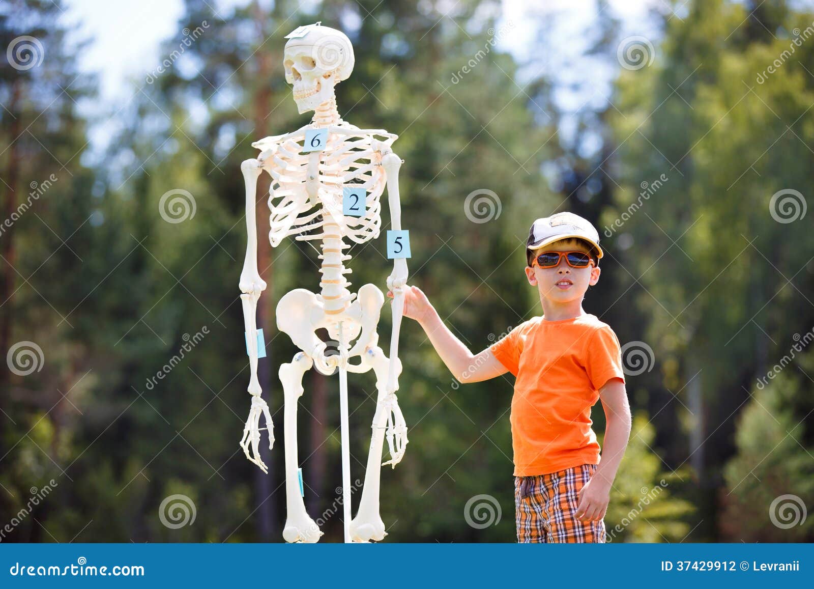 Boy with human skeleton stock photo. Image of class, people - 37429912