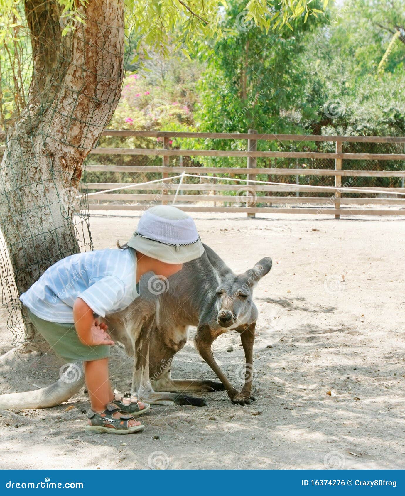 Boy and kangaroo in zoo stock photo. Image of look, animal - 16374276