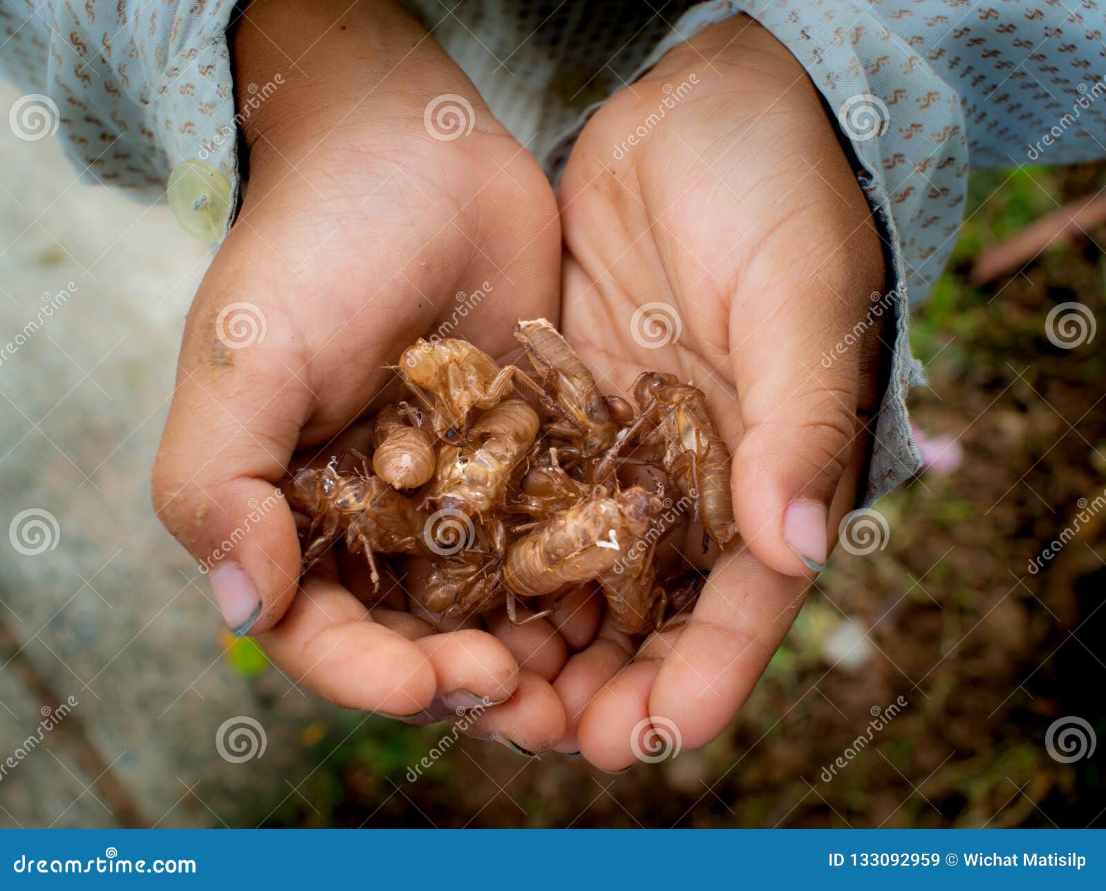 Boy Kept the Insect Shells on His Hands Stock Image - Image of nature ...