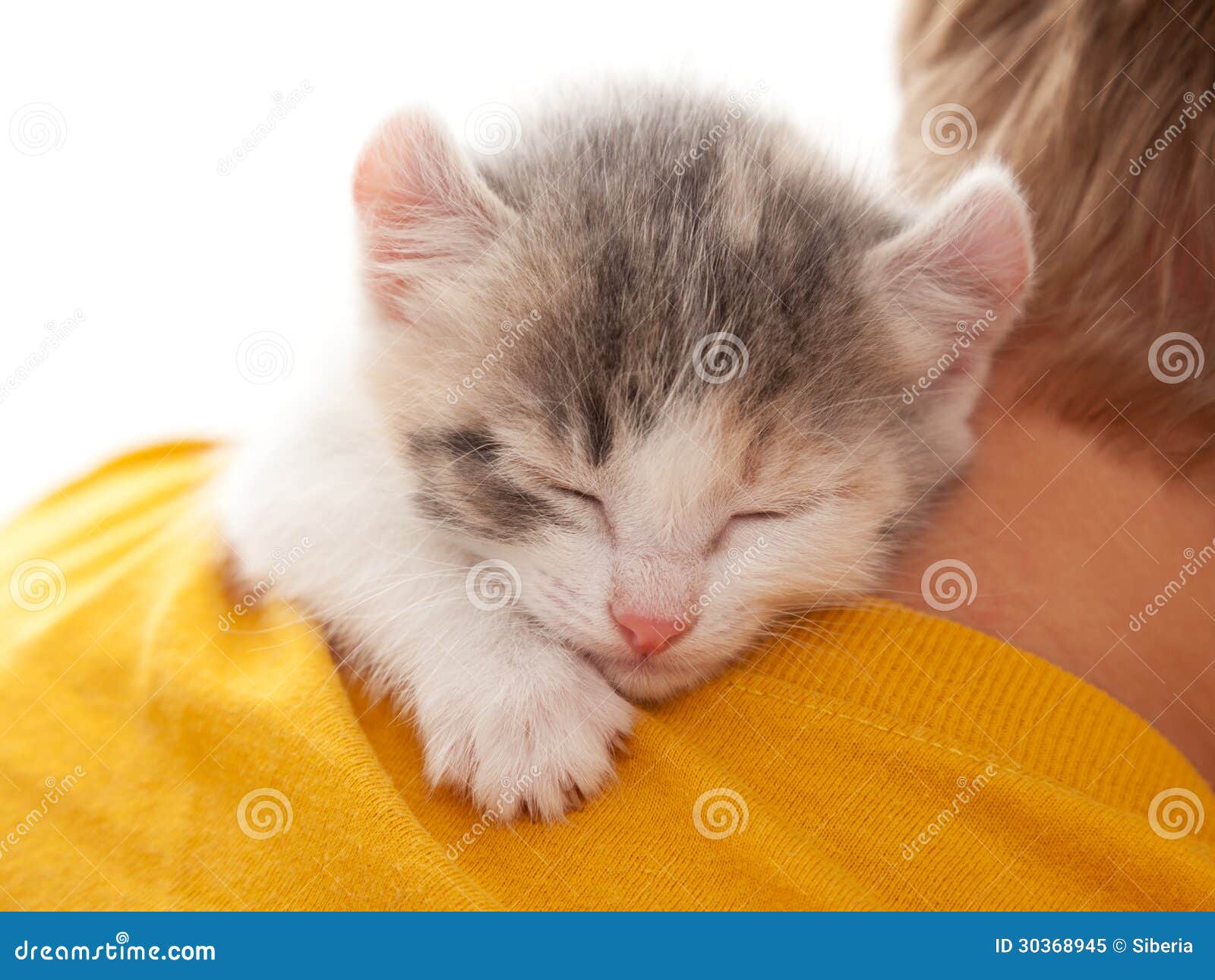 Boy and kitten stock image. Image of young, people, person - 30368945