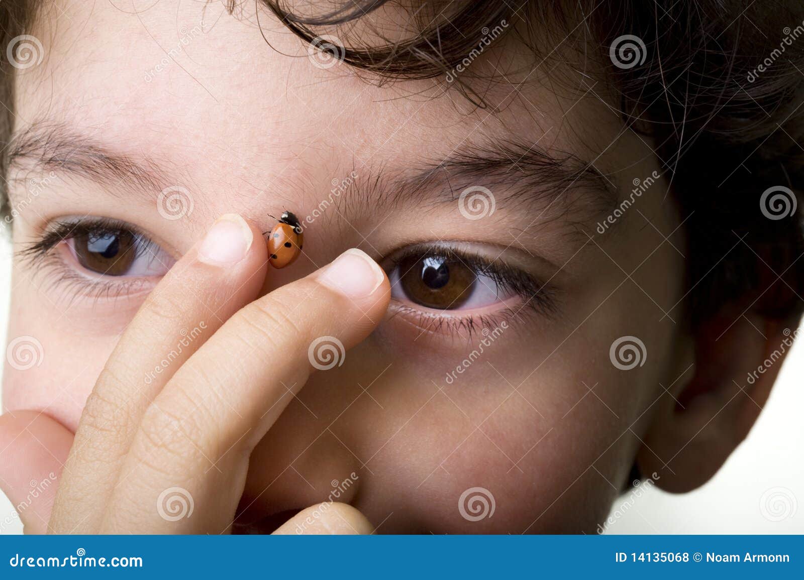 Boy with ladybug stock photo. Image of nose, closeup - 14135068