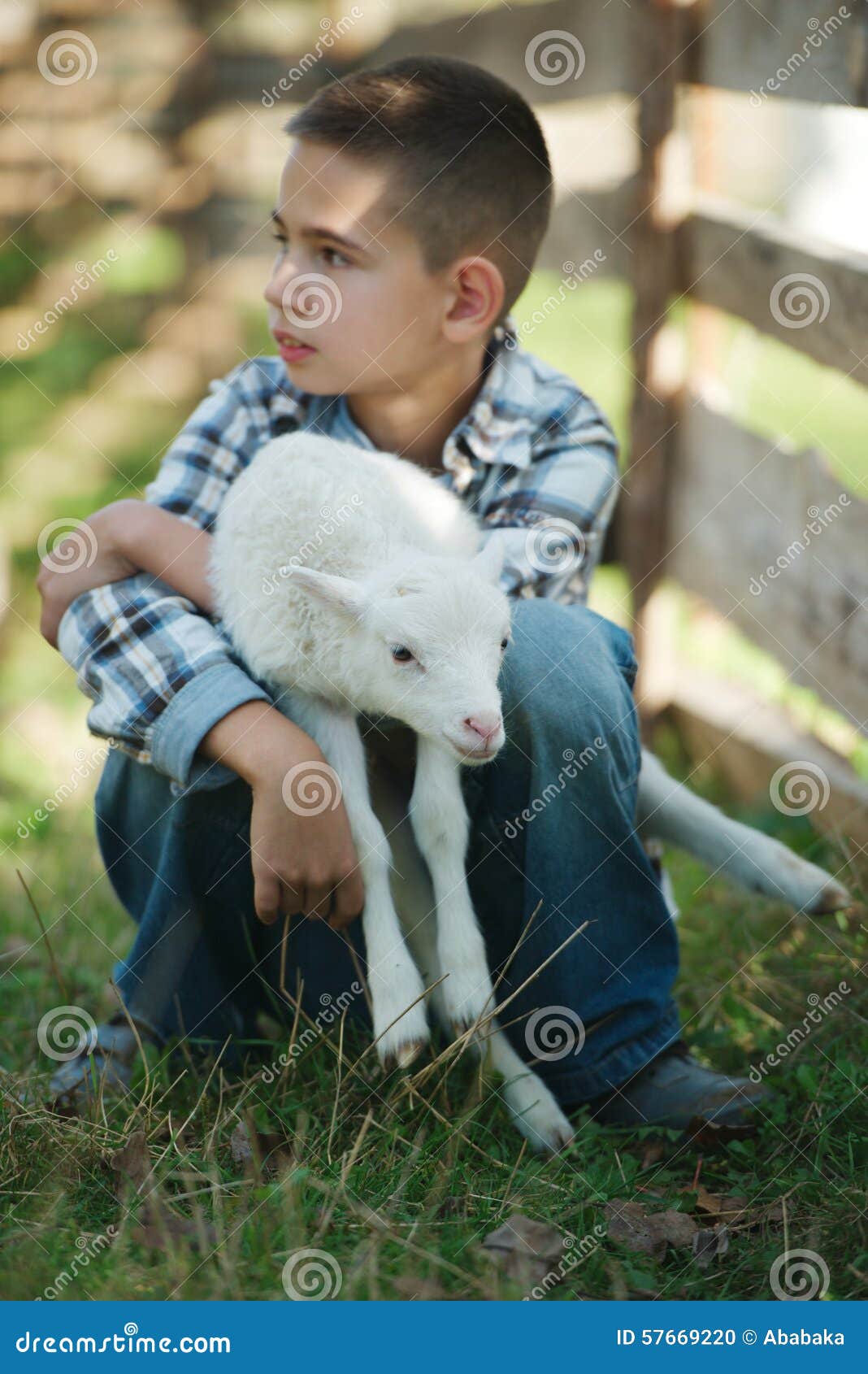 Boy with lamb on the farm stock photo. Image of baby - 57669220