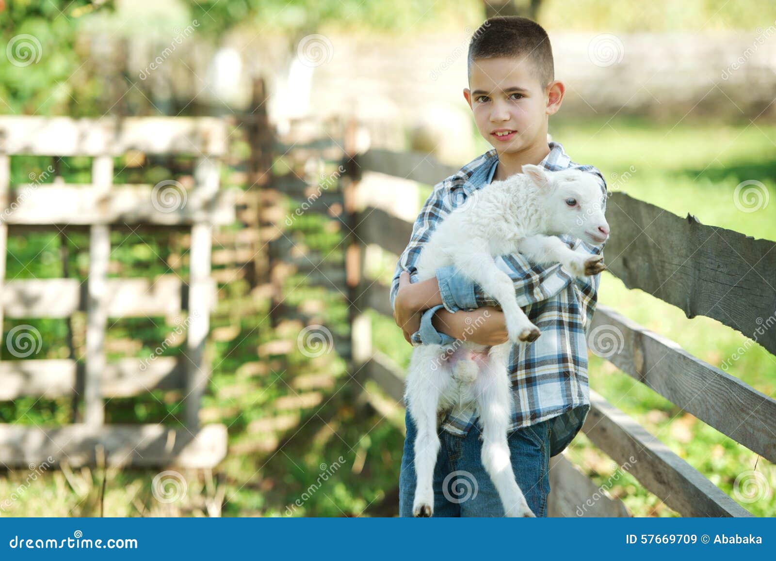 Boy with lamb on the farm stock image. Image of green - 57669709