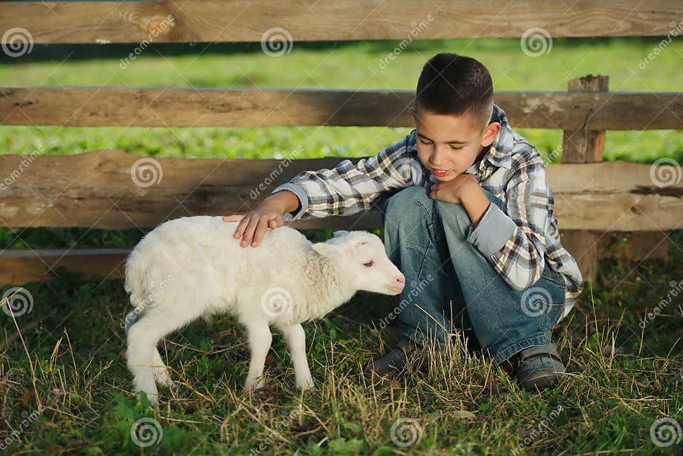 Boy with lamb on the farm stock photo. Image of little - 57670000