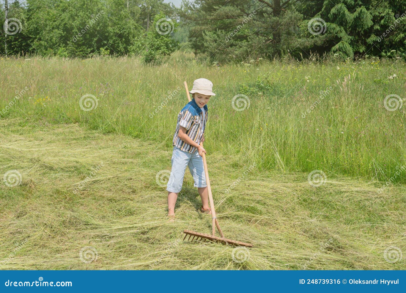 A Boy with a Large Rake Turns the Mown Grass Stock Photo - Image of ...