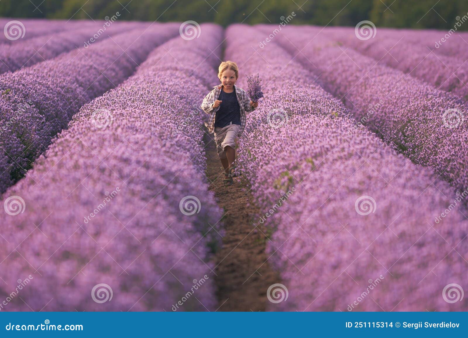 Boy in Lavender Summer Field at Sunset Stock Photo - Image of farming ...