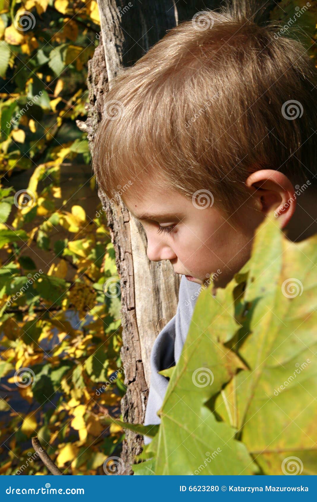 Boy with leaves. stock photo. Image of eyes, colorful - 6623280