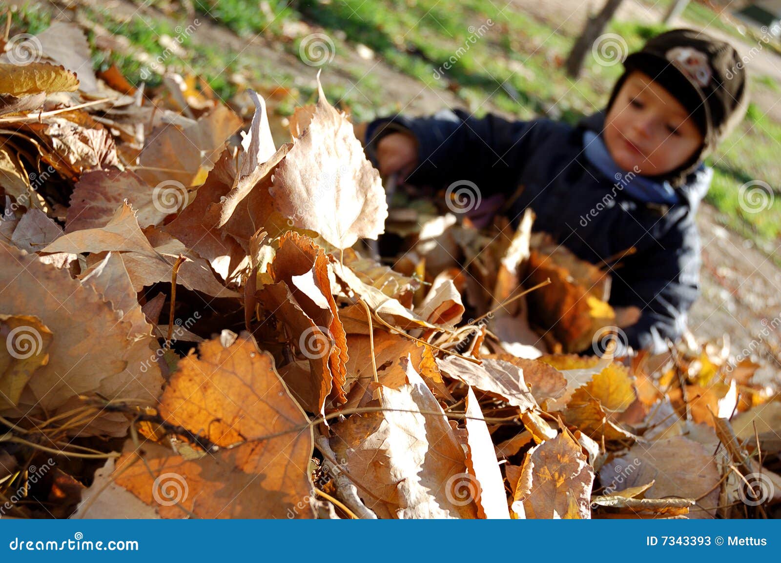 Boy in leaves stock image. Image of smile, family, male - 7343393