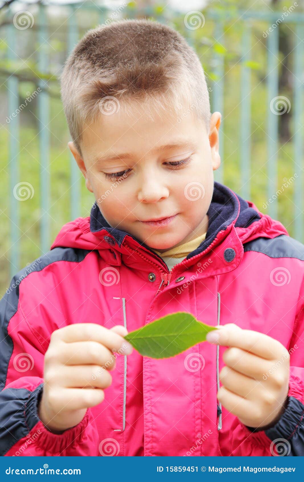 Boy looking at leaf stock image. Image of curiosity, leaf - 15859451