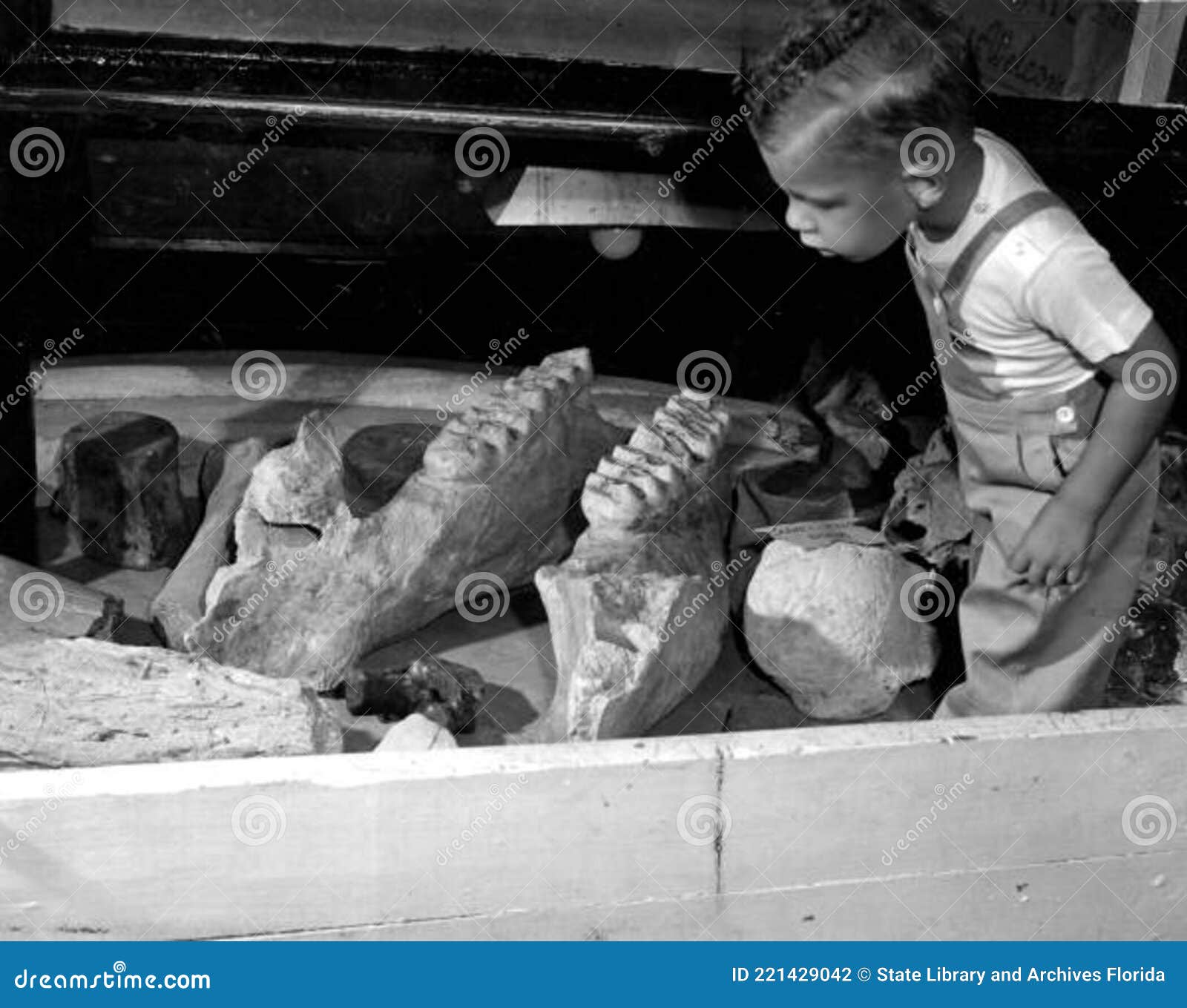 Boy Looking Over Mastodon Teeth At Mulberry Phosphate Museum - Mulberry ...