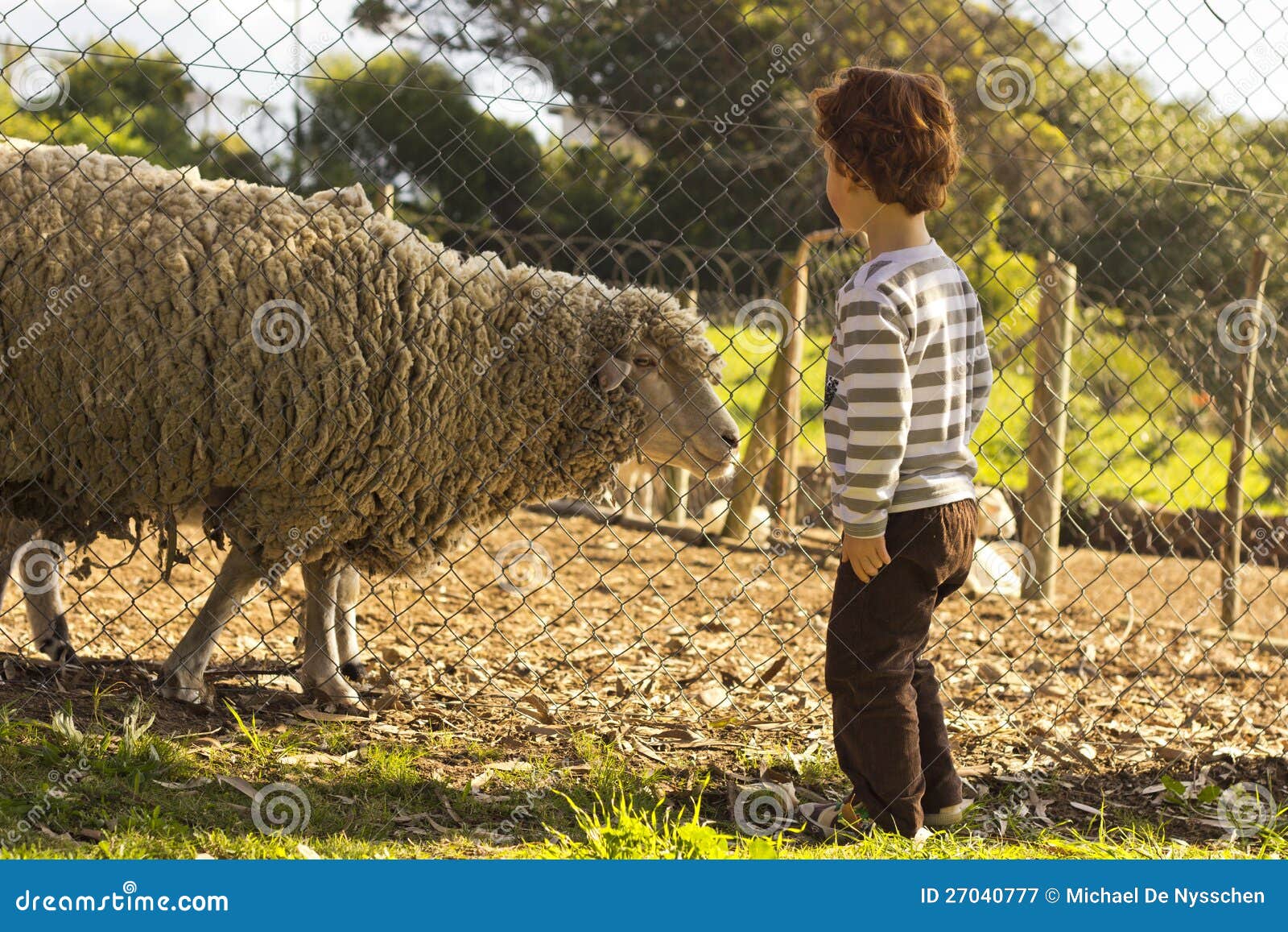 Boy looking at sheep stock image. Image of standing, friendly - 27040777