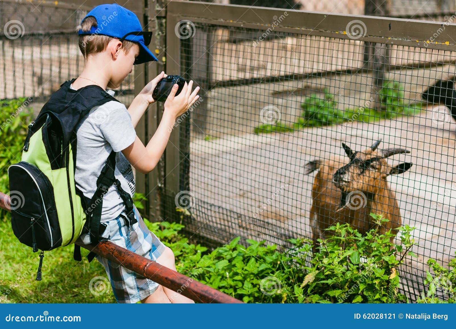 Boy make a photo goats stock image. Image of goats, shooting - 62028121