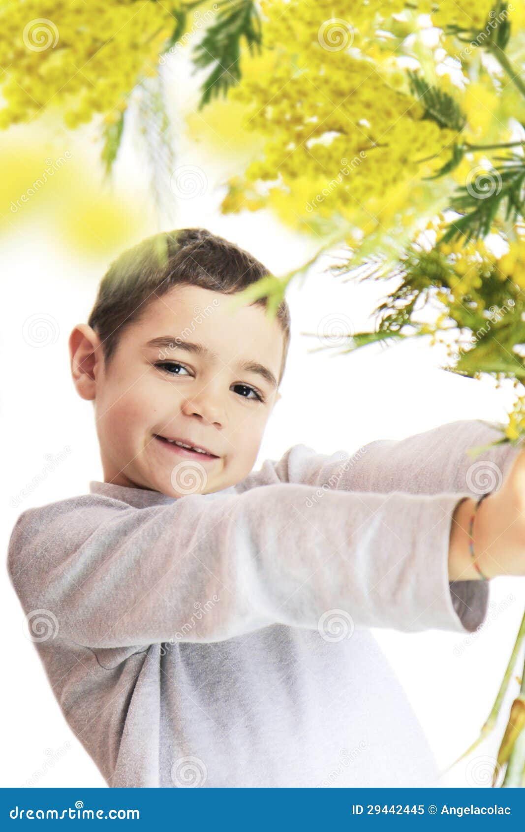 Boy with mimosa stock image. Image of mimosa, children - 29442445