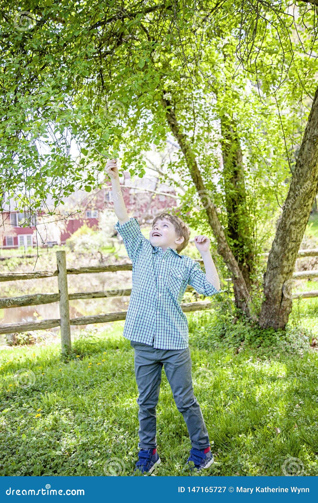 Boy Outside Reaching Up To Touch Tree Stock Image - Image of allergy ...
