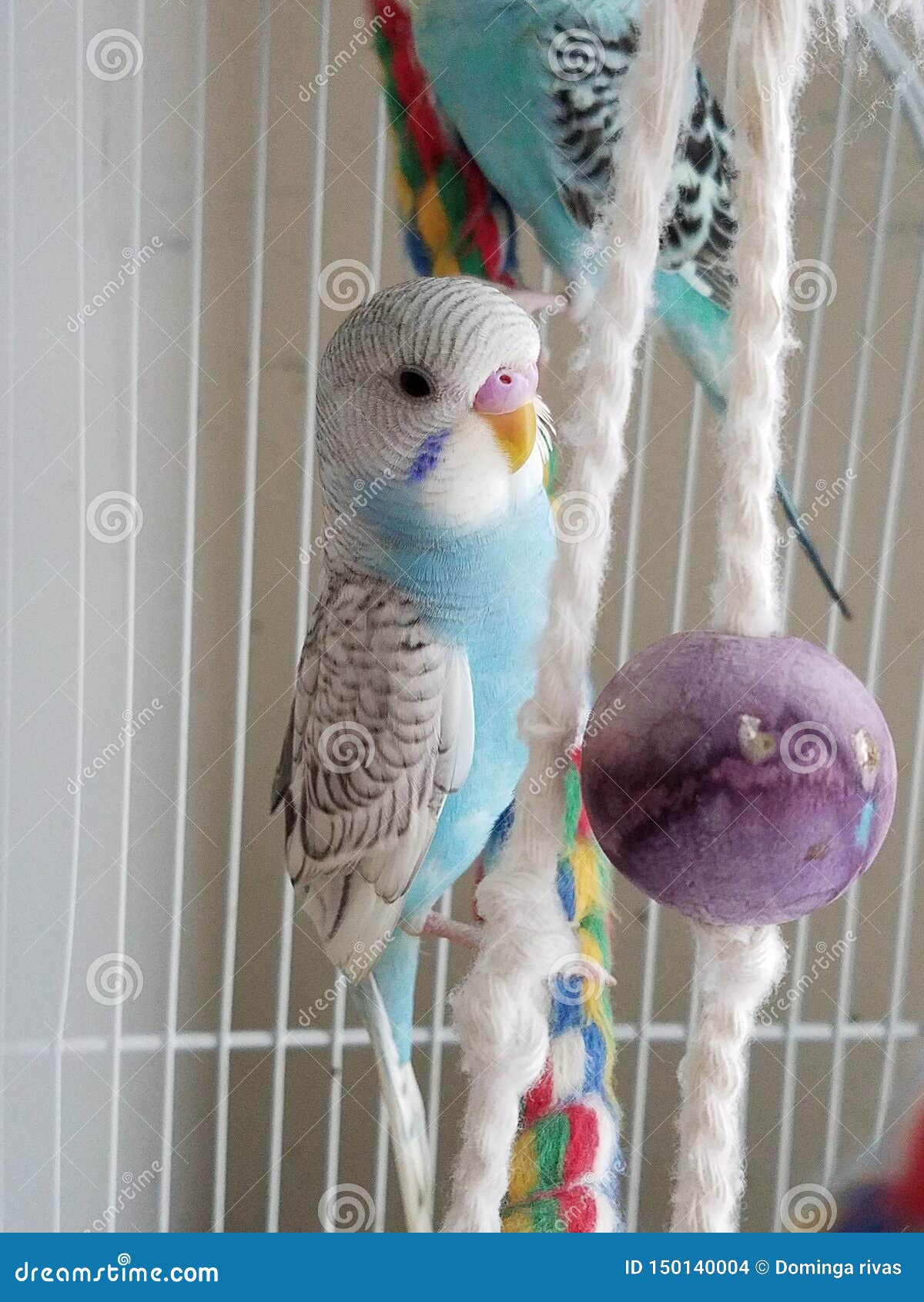 Boy parakeet stock photo. Image of parakeet, blue, nature - 150140004