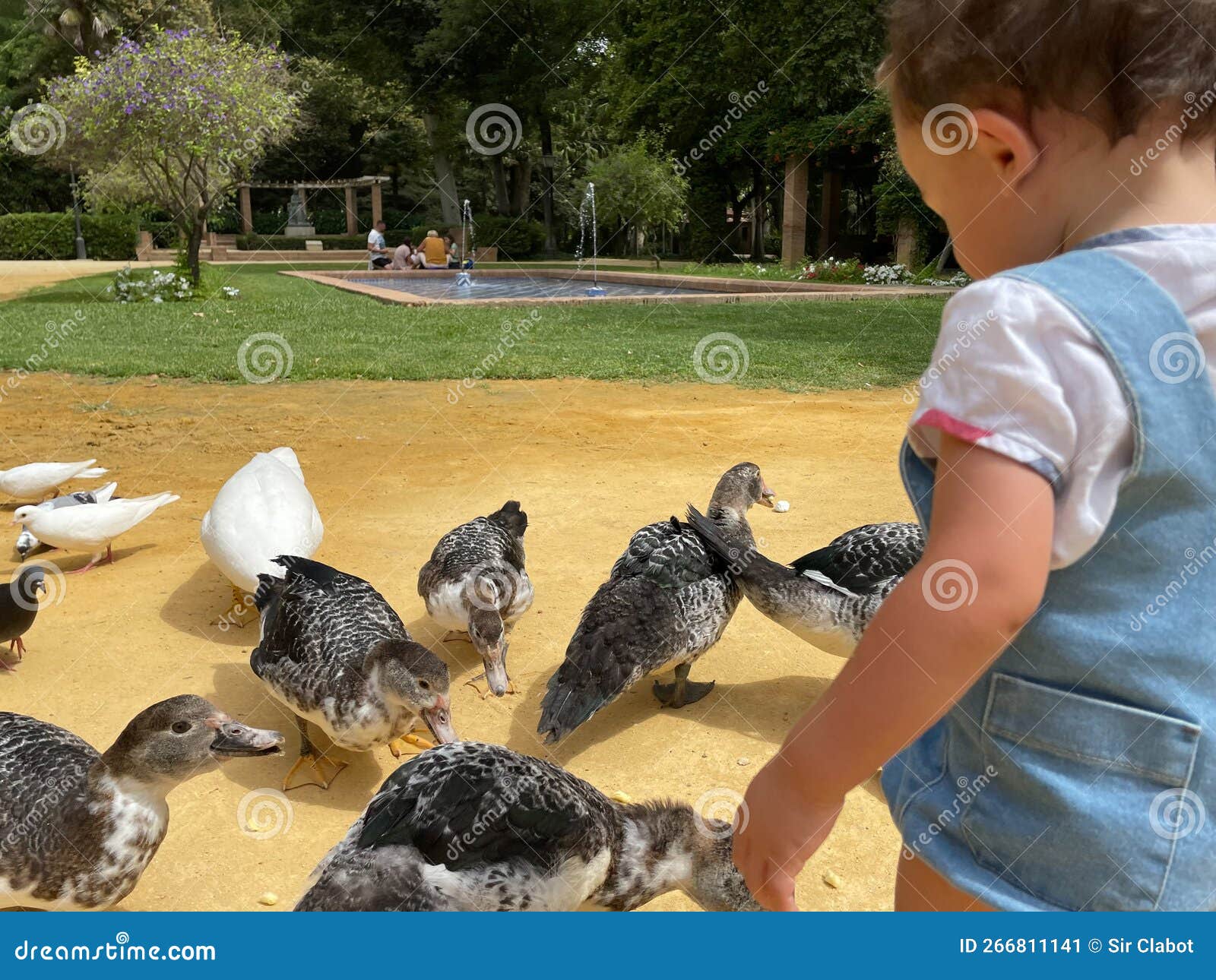 Boy in the Park Feeding Several Ducks Stock Image - Image of dirt, play: 266811141