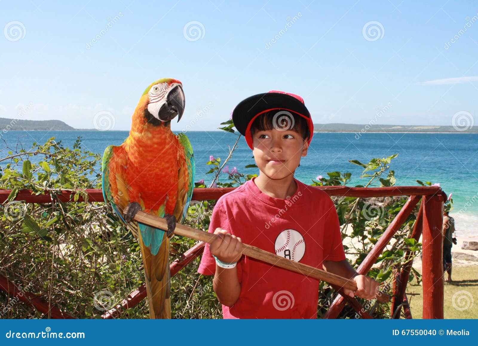 Boy with a parrot stock photo. Image of casual, children - 67550040