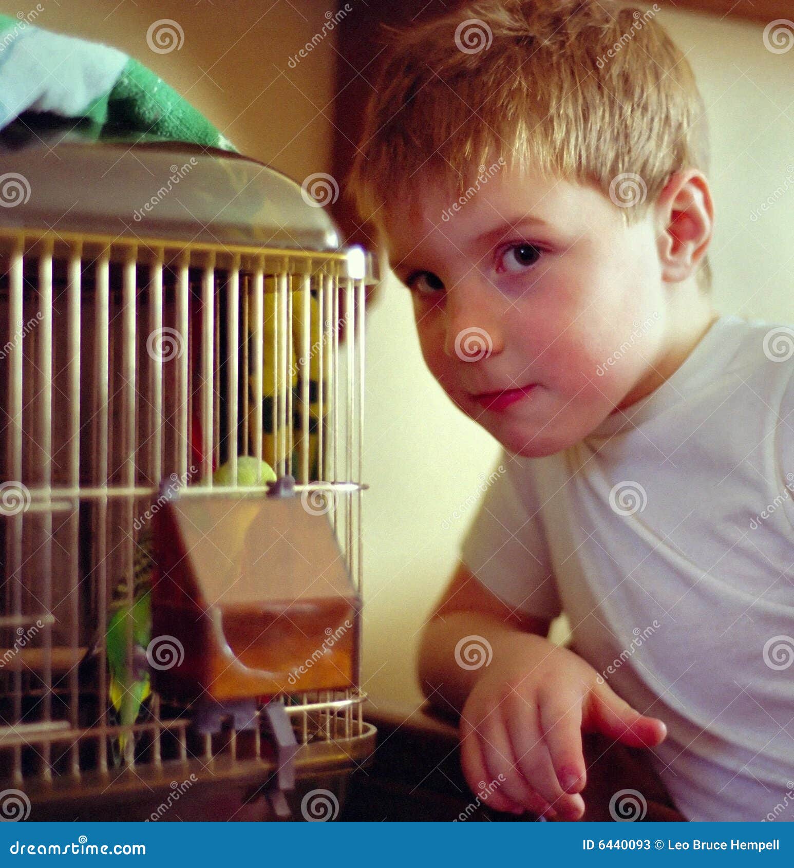 Boy with Pet Bird stock image. Image of male, children - 6440093