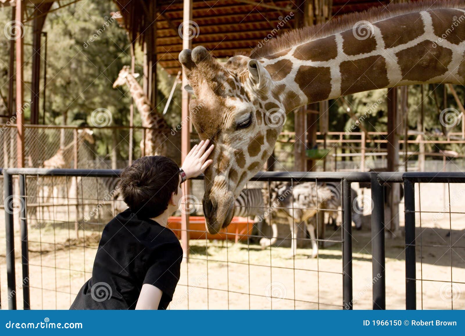 Boy Petting Giraffe stock photo. Image of eyes, petting - 1966150