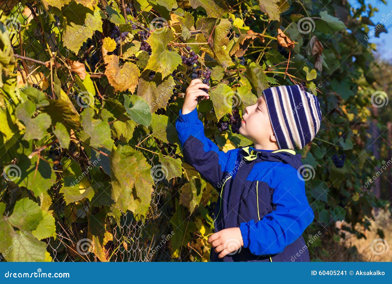 Boy picked grapes stock image. Image of cute, beautiful - 60405241
