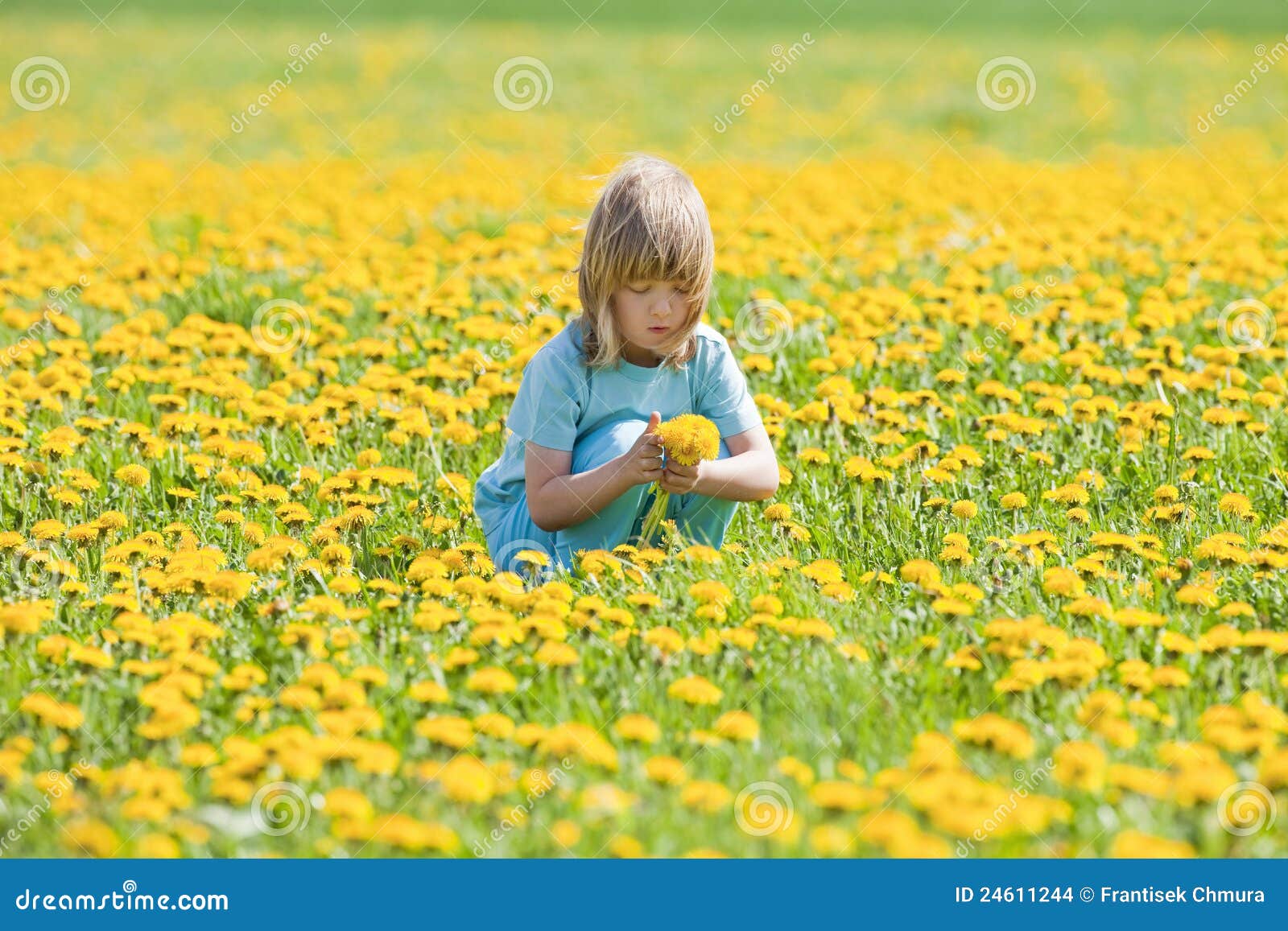 Boy picking dandelions stock photo. Image of blond, grass - 24611244