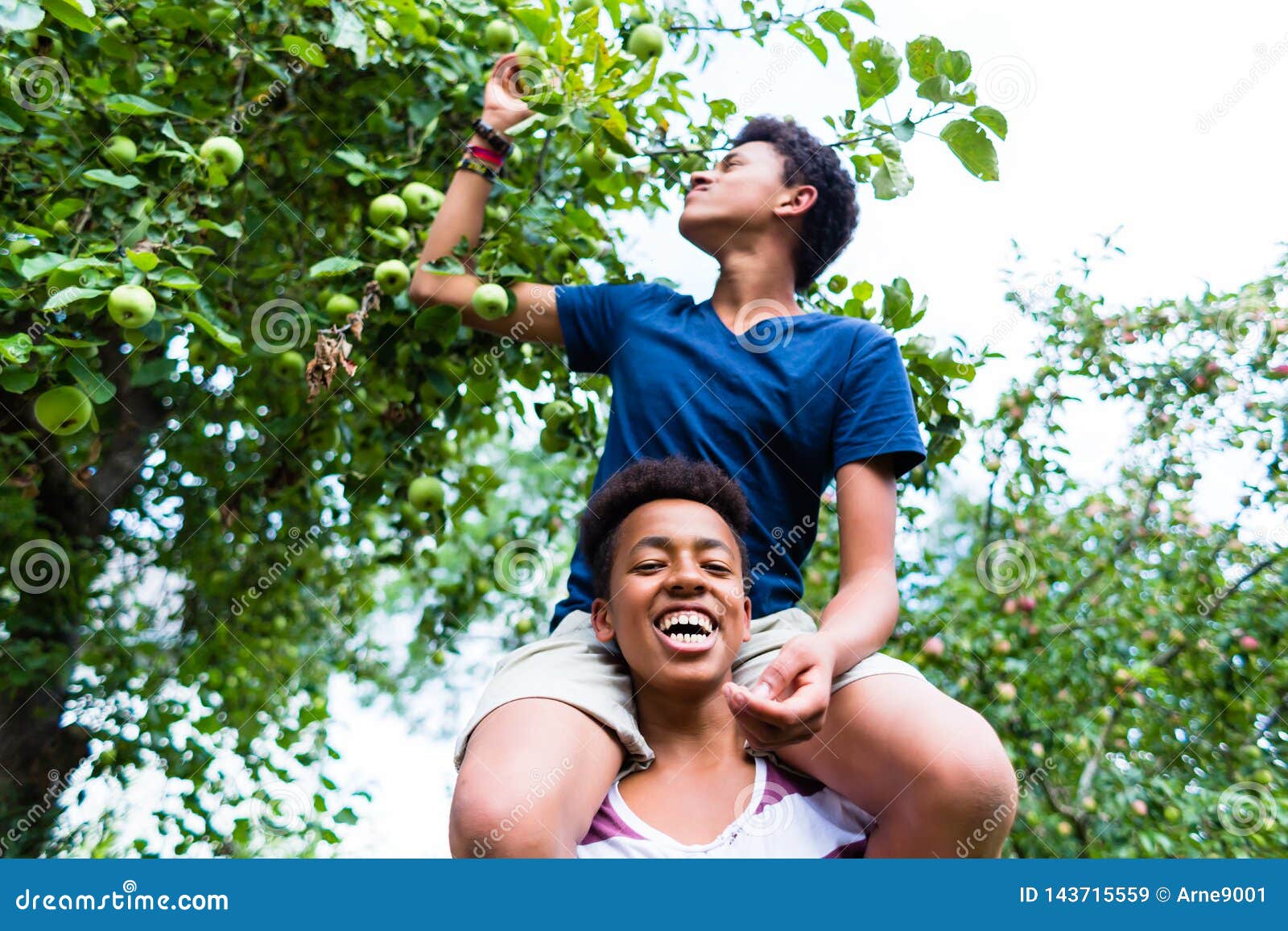 Boy Picking Fruits from Tree Stock Image - Image of african, apple ...